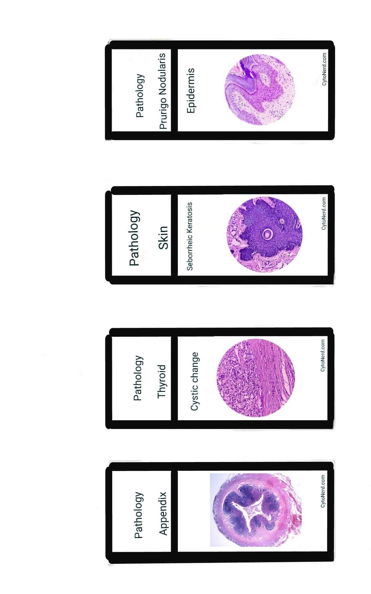 Cytology Stickers